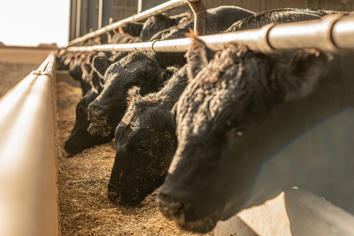 Beef x Dairy Crossbreeding: Have Your Steak and Eat it Too – BetterFed Beef